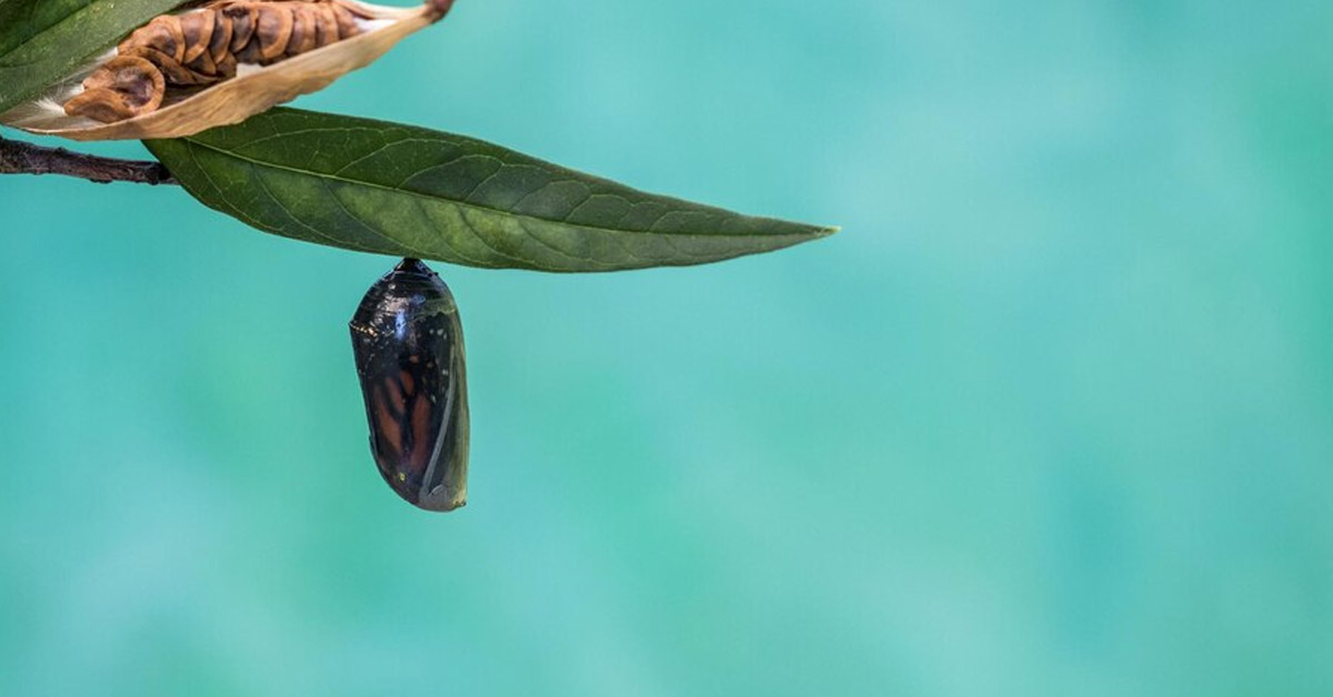 A Cocoon - namratacoach